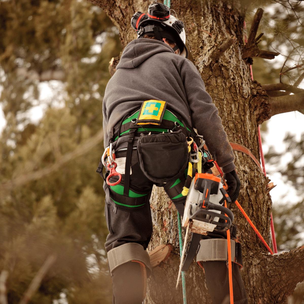 Kosten bomen kappen - Boek een hovenier - Zoofy
